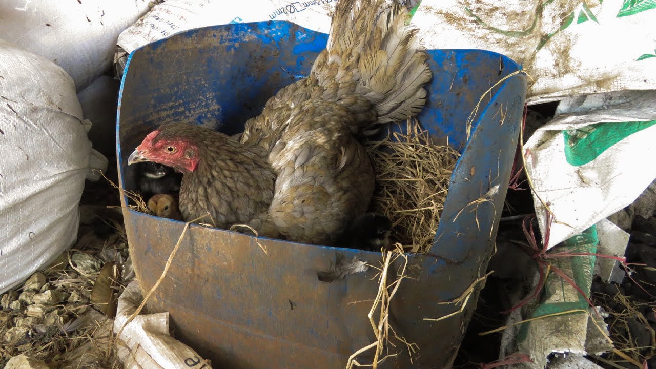 Smart hens lay more eggs - beautiful hens - YouTube