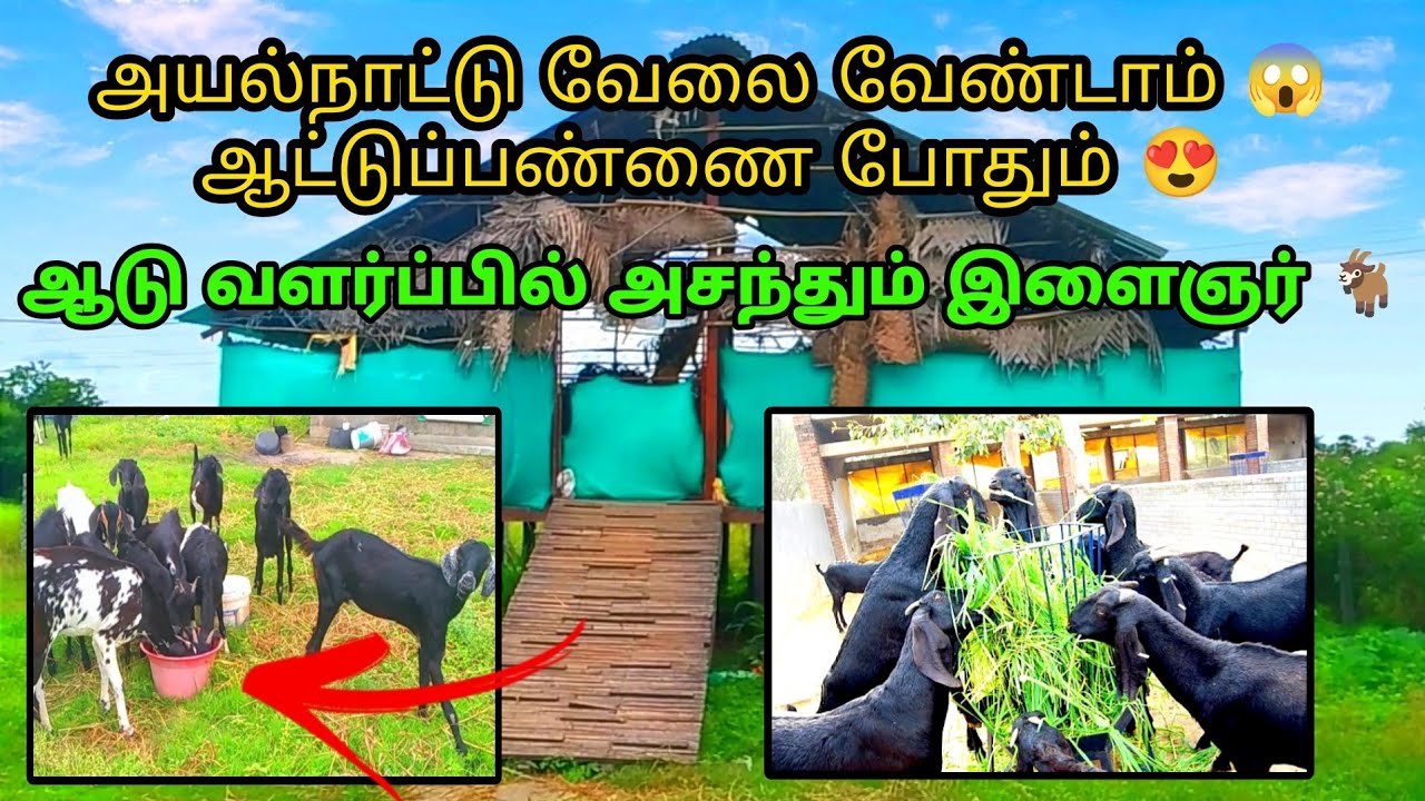 ஆடு வளர்ப்பு | பரண்மேல் ஆடு வளர்ப்பு aadu valarpu murai | goat farming ...