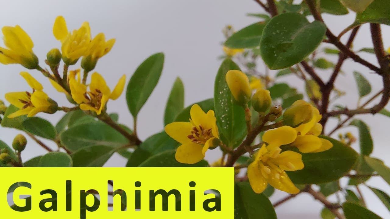 Galphimia Glauca | Thryallis Plant | Rain of Gold Plant | Beautiful ...