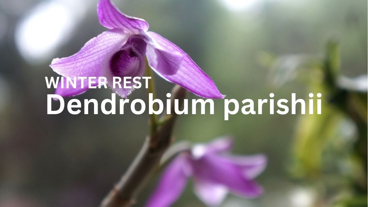 From Seedling to Bloom: Debut of Dendrobium parishii on My Channel ...