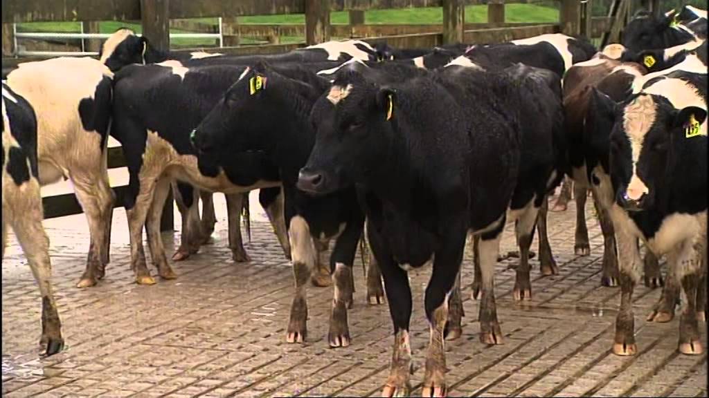 Koromiko Grazing Ltd - (from 7.42mins) - YouTube
