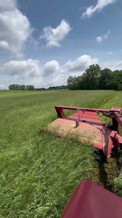 International 966 Mowing Thick Hay - YouTube