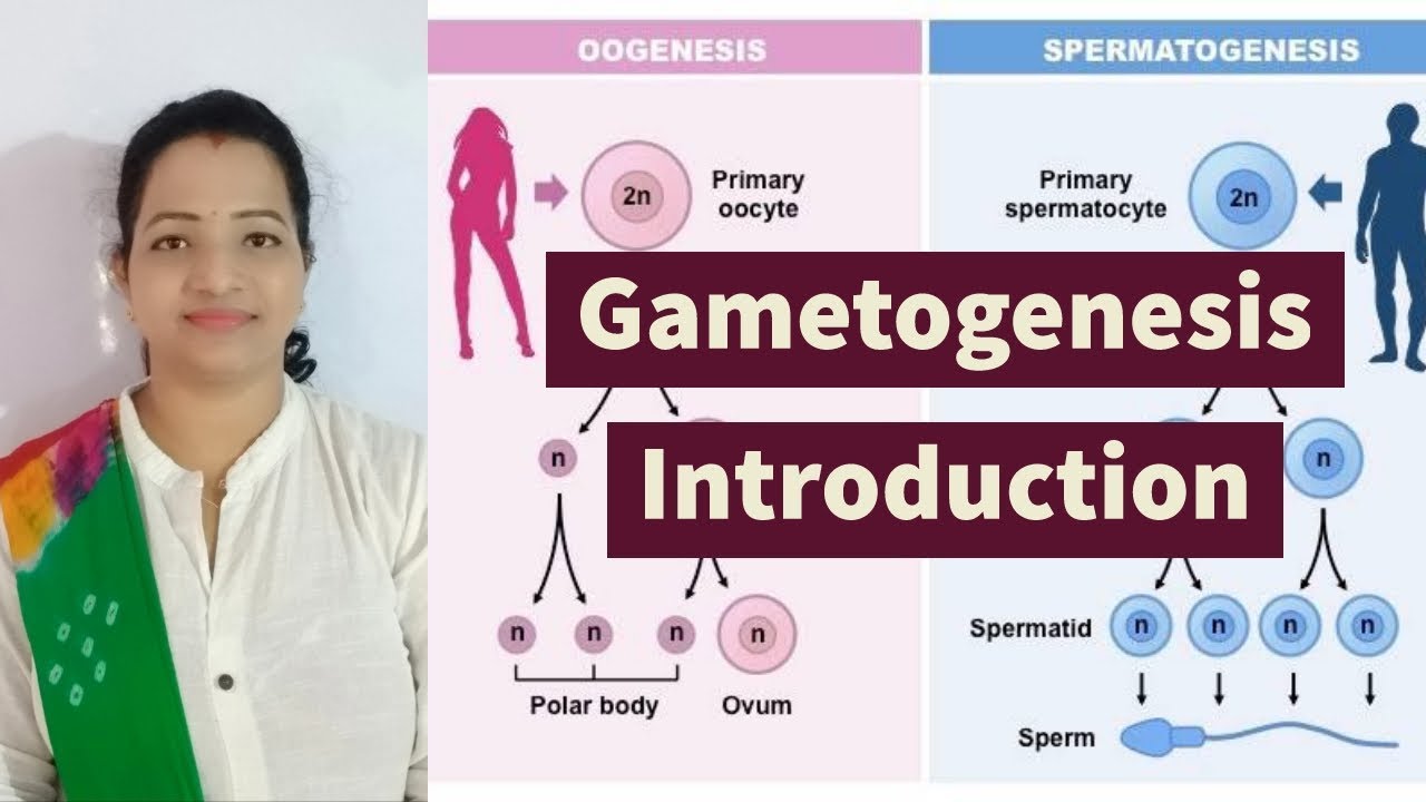 Gametogenesis|Introduction to Gametogenesis|NEET BIOLOGY by SP Mam ...