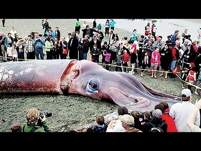 Largest Sea Animals In The World Top 10 Biggest Animals In The World