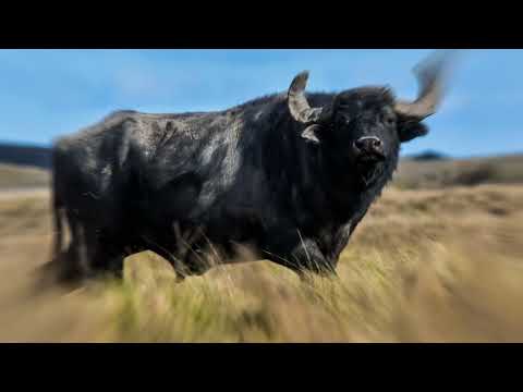 que significa soñar con TOROS que te PERSIGUEN