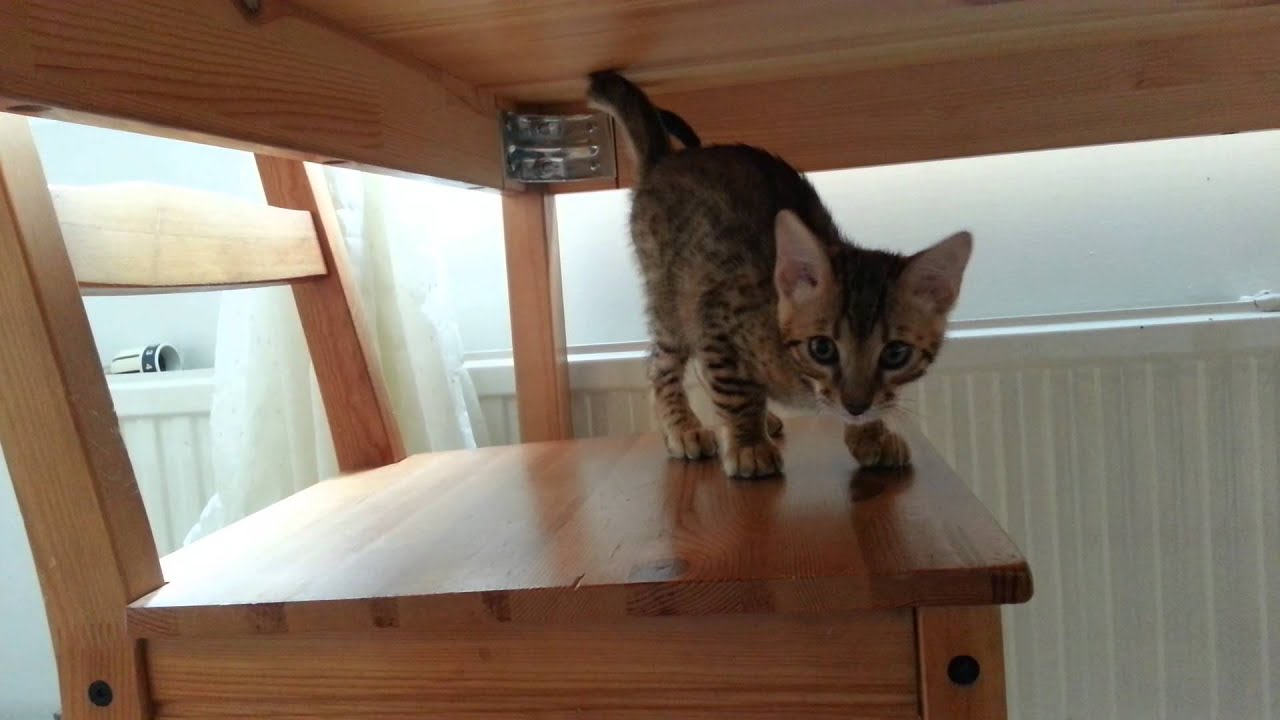 Sami the bengal cat - arrival day - YouTube