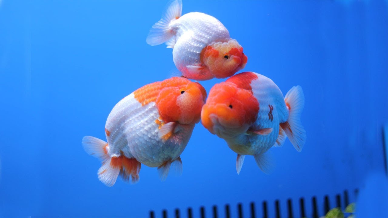 High quality goldfish selection - YouTube