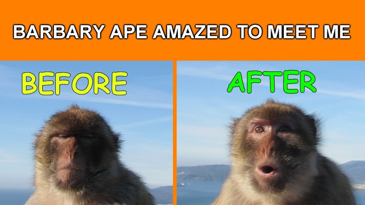 Barbary Ape is AMAZED To Meet Me! - YouTube