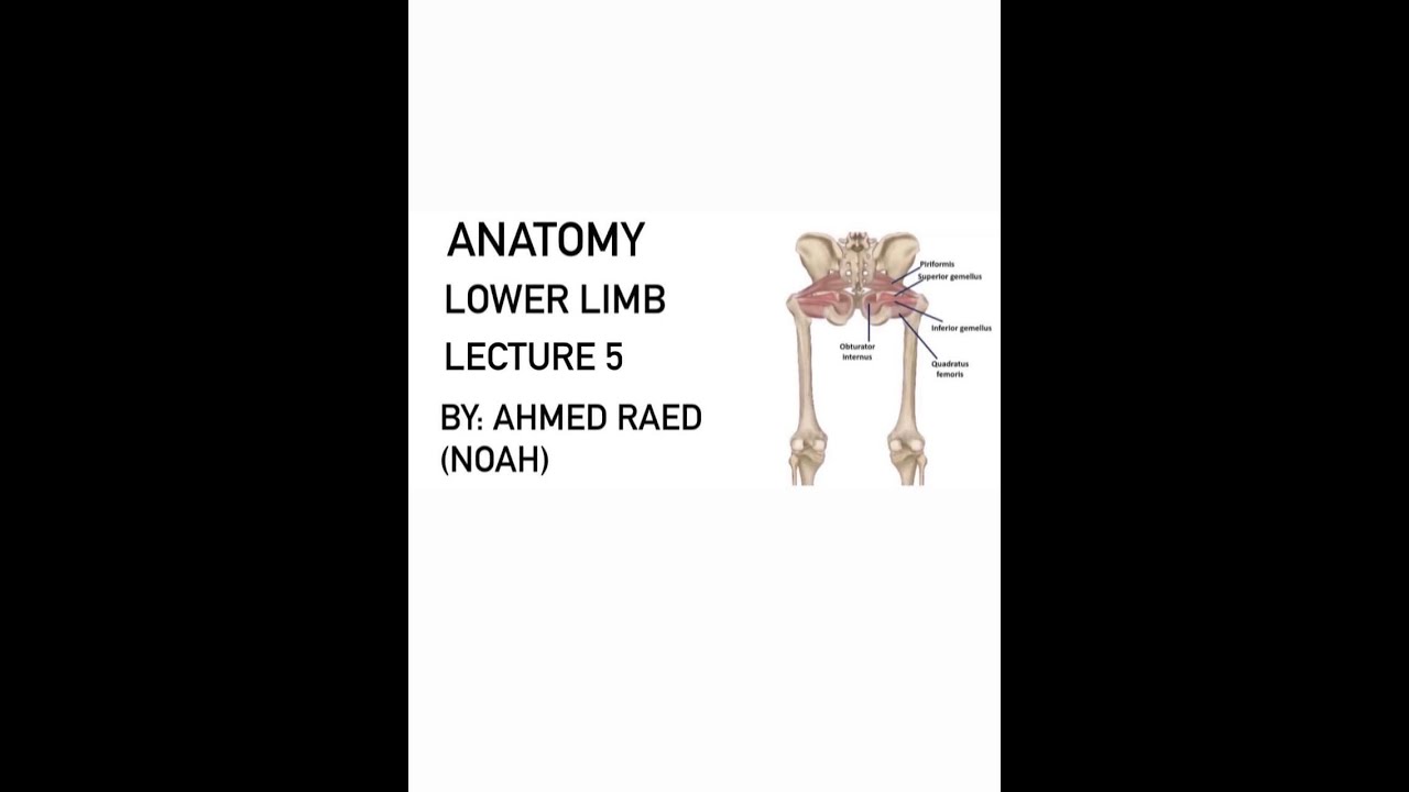 Anatomy/LowerLimb/Lecture 5,By:Ahmed Raed. - YouTube