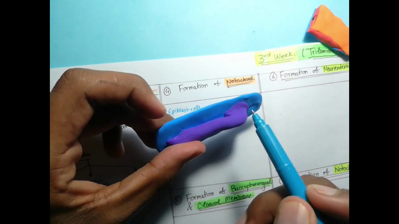 08 3rd Week of Development part 1/Embryo/1st Year MBBS - YouTube