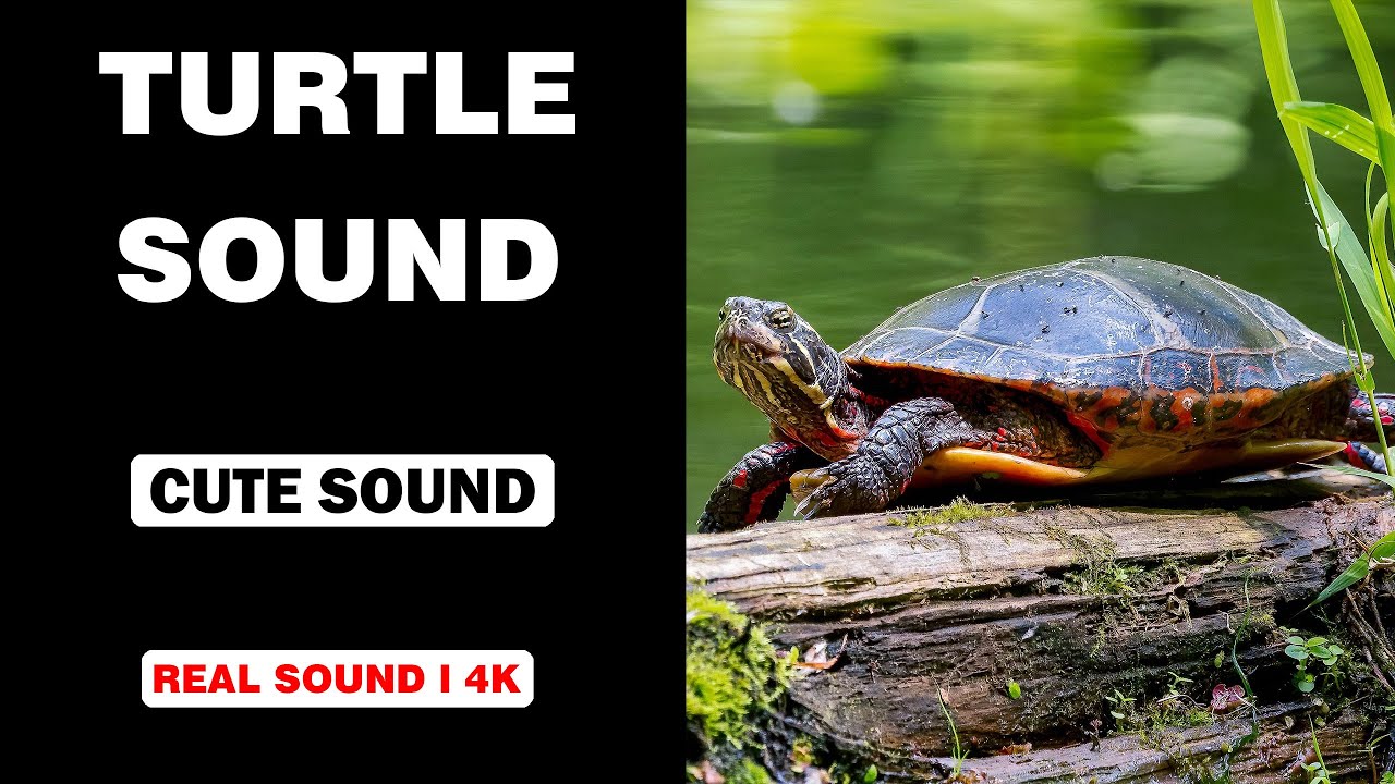 Real Turtle Sounds | High Quality | Cute Turtle Sound Experience! | 4K - YouTube