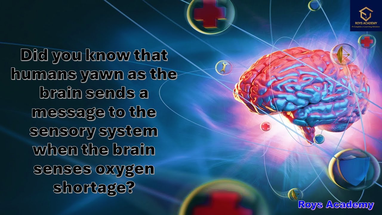 Yawning: Brain's Oxygen Signal - YouTube