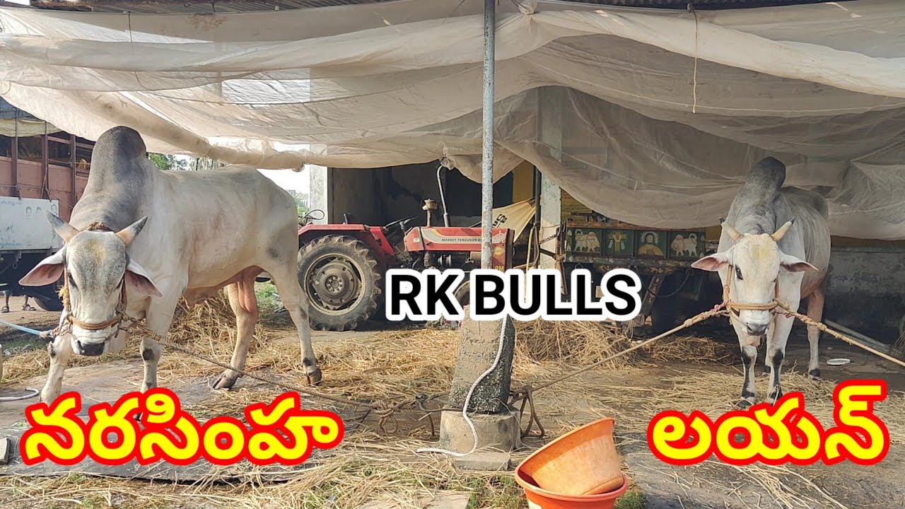 RK BULLS అత్తోట శిరీష చౌదరి శివకృష్ణ చౌదరి గారు వేటపాలెం గ్రామం చుండూరు ...