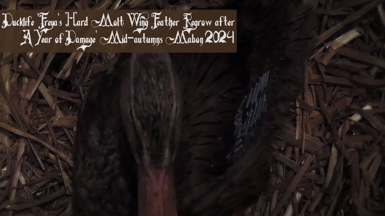 Ducklife 'Freya's Hard Molt Wing Feather Regrow after a Year of Damage ...