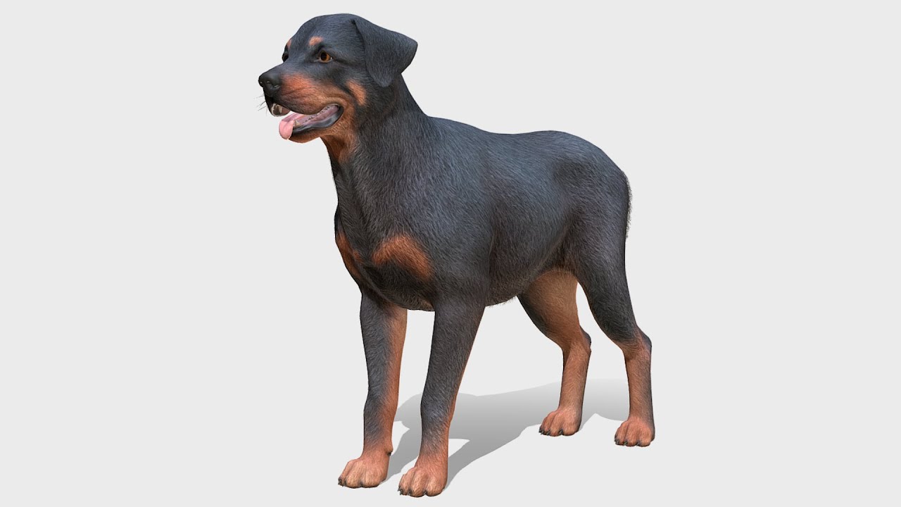Rottweiler Animations - YouTube