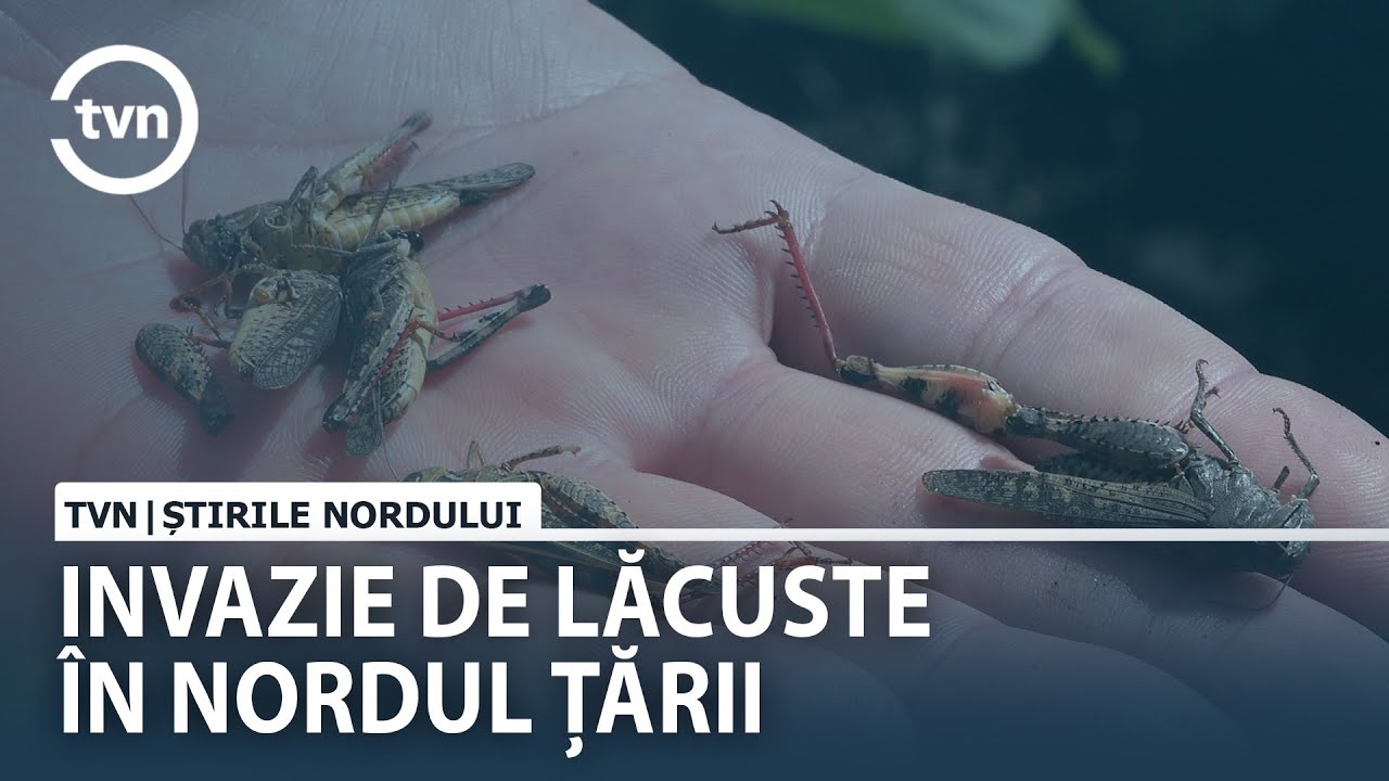 INVAZIE DE LĂCUSTE ÎN NORDUL ȚĂRII - YouTube