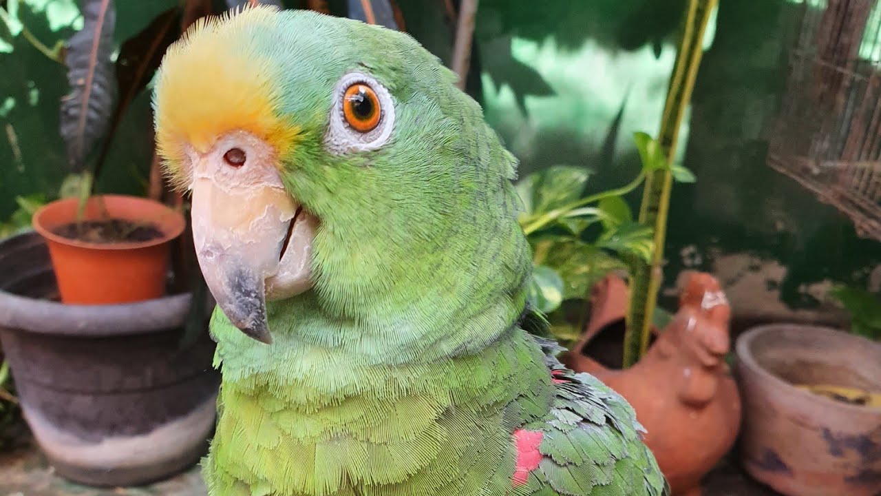 Sonidos de Loros - YouTube