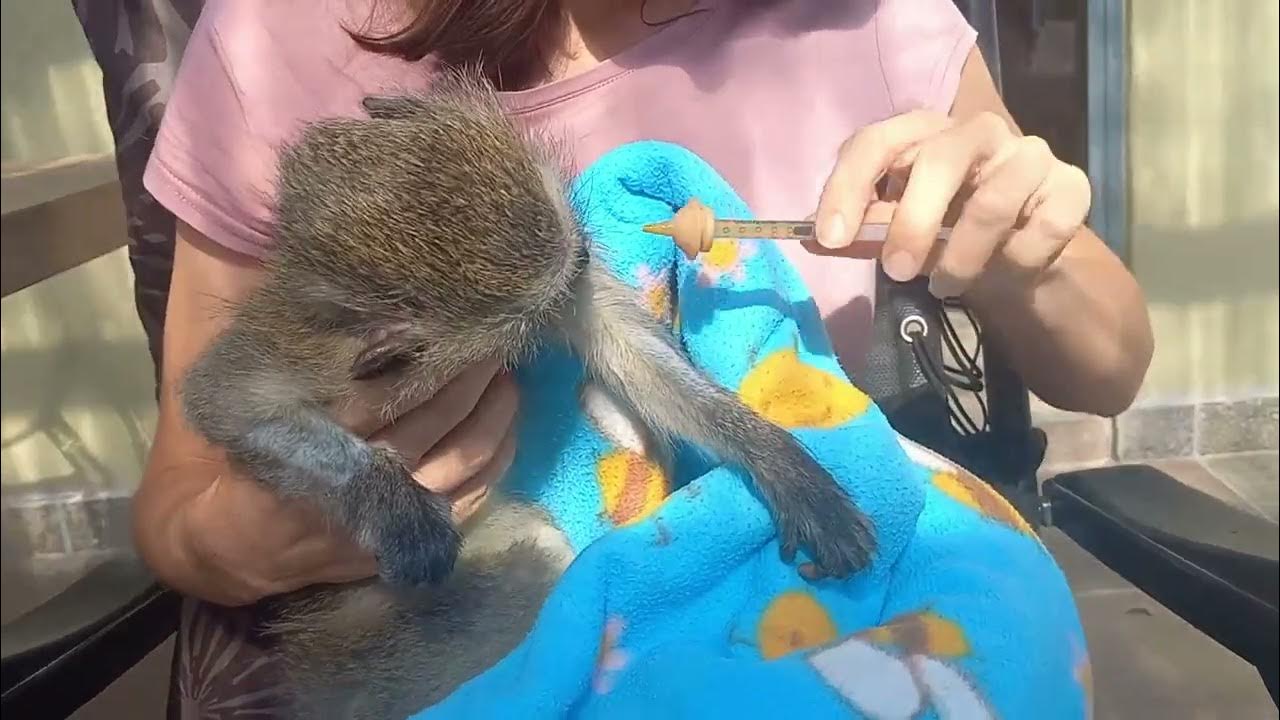 "Urgent Rescue Mission: Saving a Juvenile Monkey from Cruelty and ...