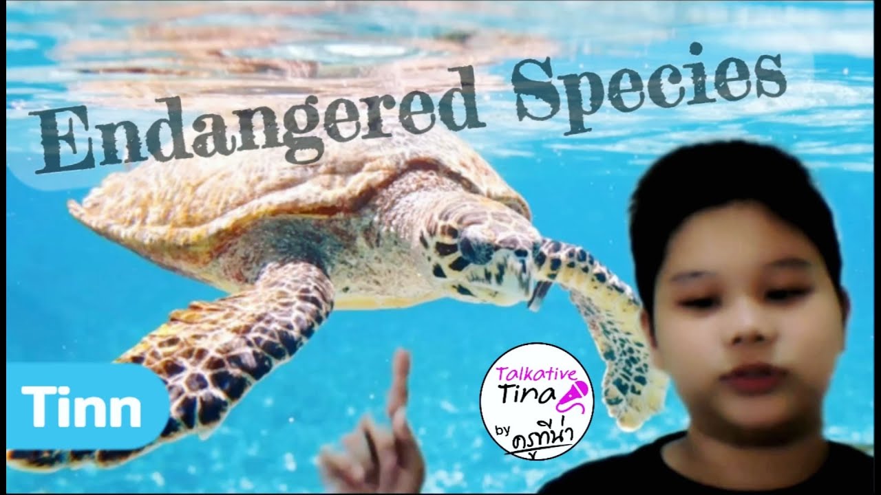Endangered Species | Turtle | English Public Speaking | น้องติณณ์ ลูก ...