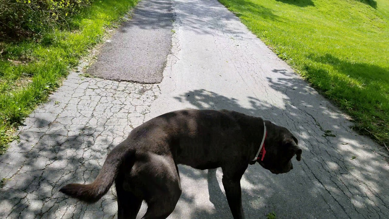 Dog running sideways - YouTube