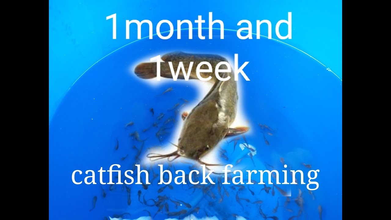 Pantat backyard farming / catfish / 1 month and 1 week old update - YouTube