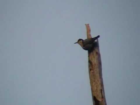 Giant Nuthatch (World's biggest Nuthatch) - YouTube