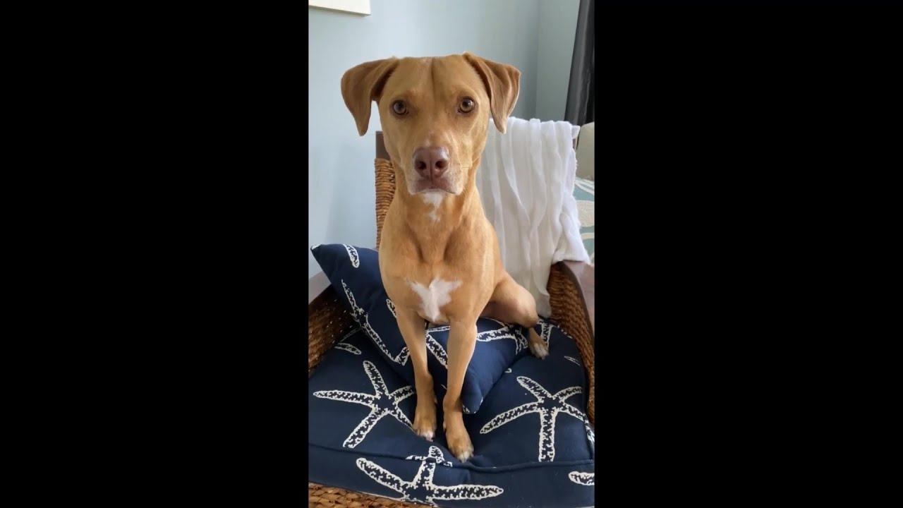 Tell Your Dog A Story - YouTube