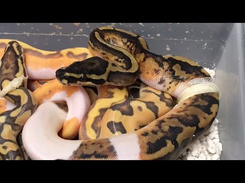 Ball Python Having His First Shed #shorts - YouTube