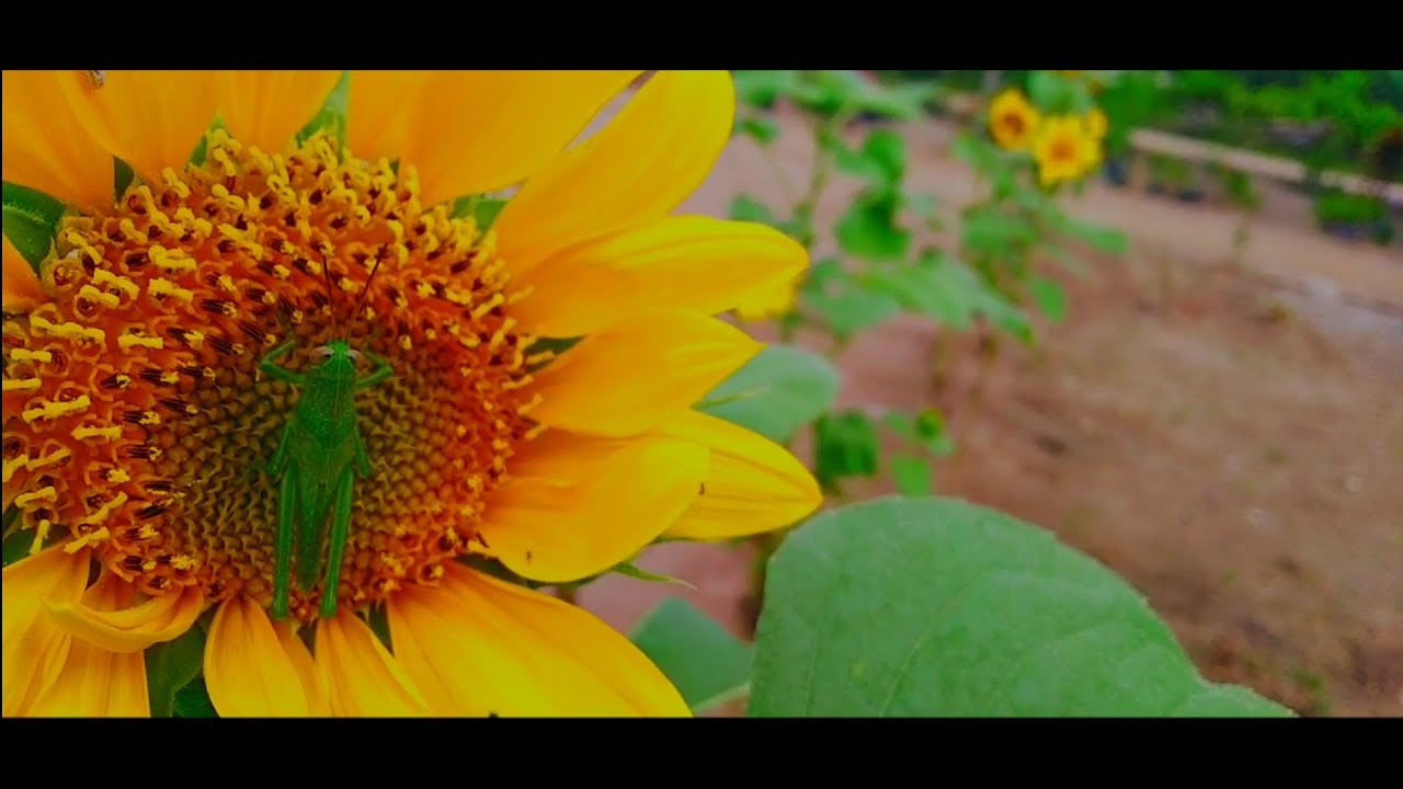 VIDIO CINEMATIC BUNGA BUNGA DEPAN RUMAH. - YouTube