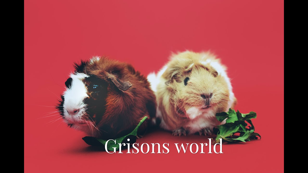 Grisons world|grisons|world animal - YouTube