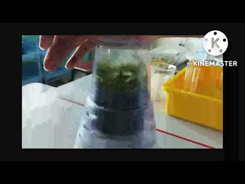 Extraction of Pectin from Fruit Peels & Its Potential as Pectin-based ...