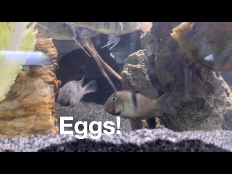 Bandit Cichlid Egg Laying and Salt Update