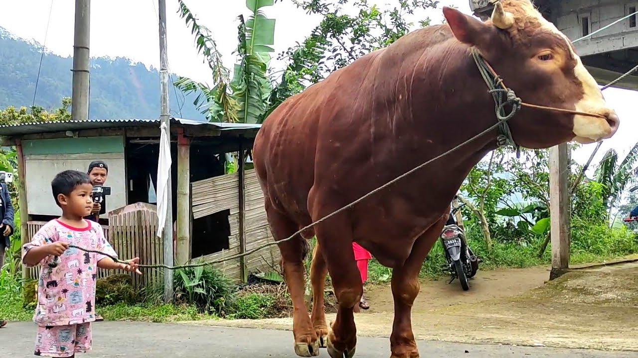SAPI MONSTER BANTENG BERSAMA PAWANG KECIL PEMBERANI - YouTube