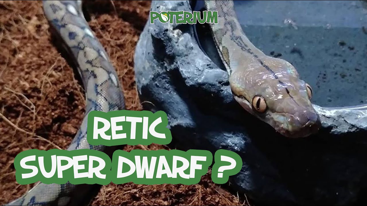 Kupas Tuntas Retic Super Dwarf (SD) - YouTube