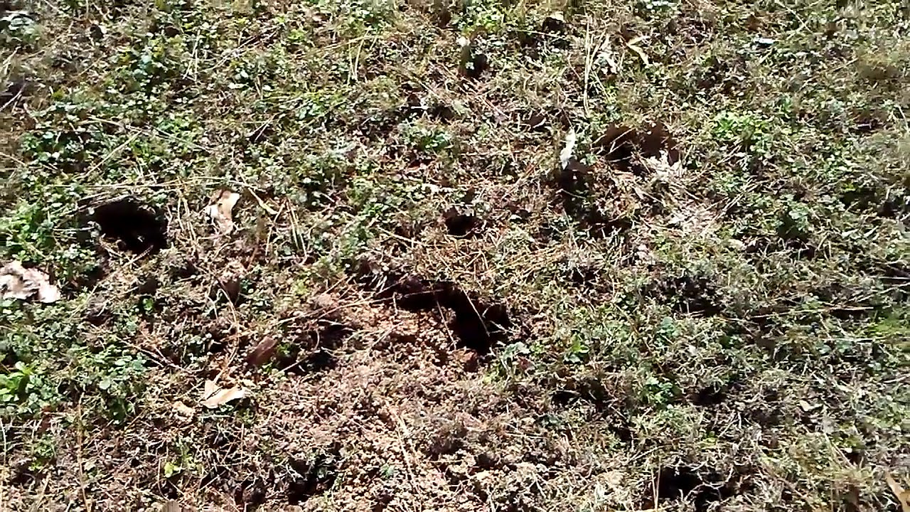What is causing these holes in the yard?? Deer? wild boar?? - YouTube
