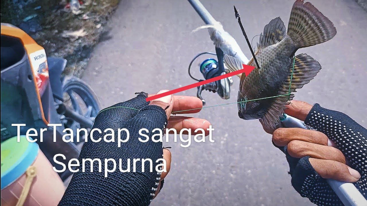 Menyumpit Ikan apapun yang Nongol‼️ - YouTube