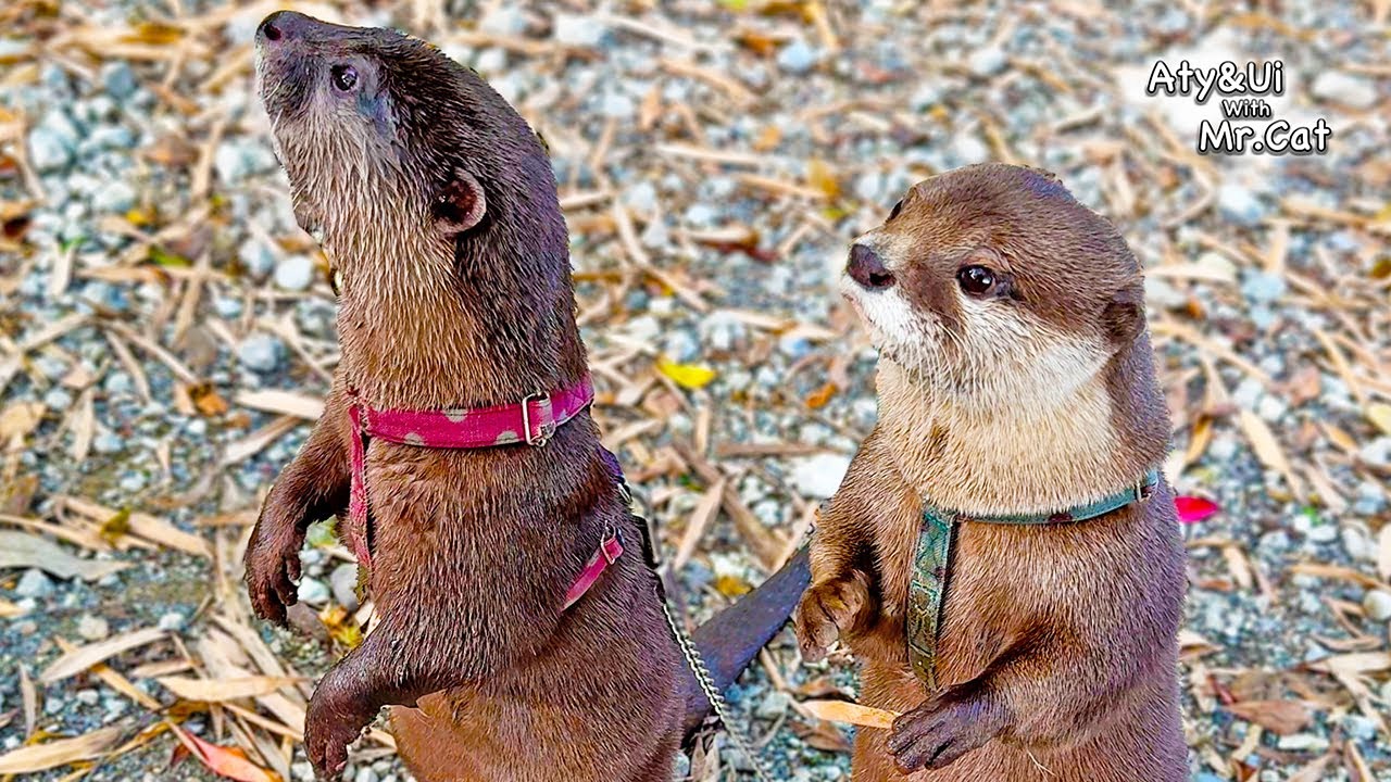 Otters Eagerly Waiting To Catch a Fish in a Fishing Pond [Otter Life ...