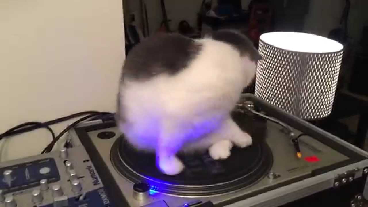 Cat Riding a Turntable - YouTube