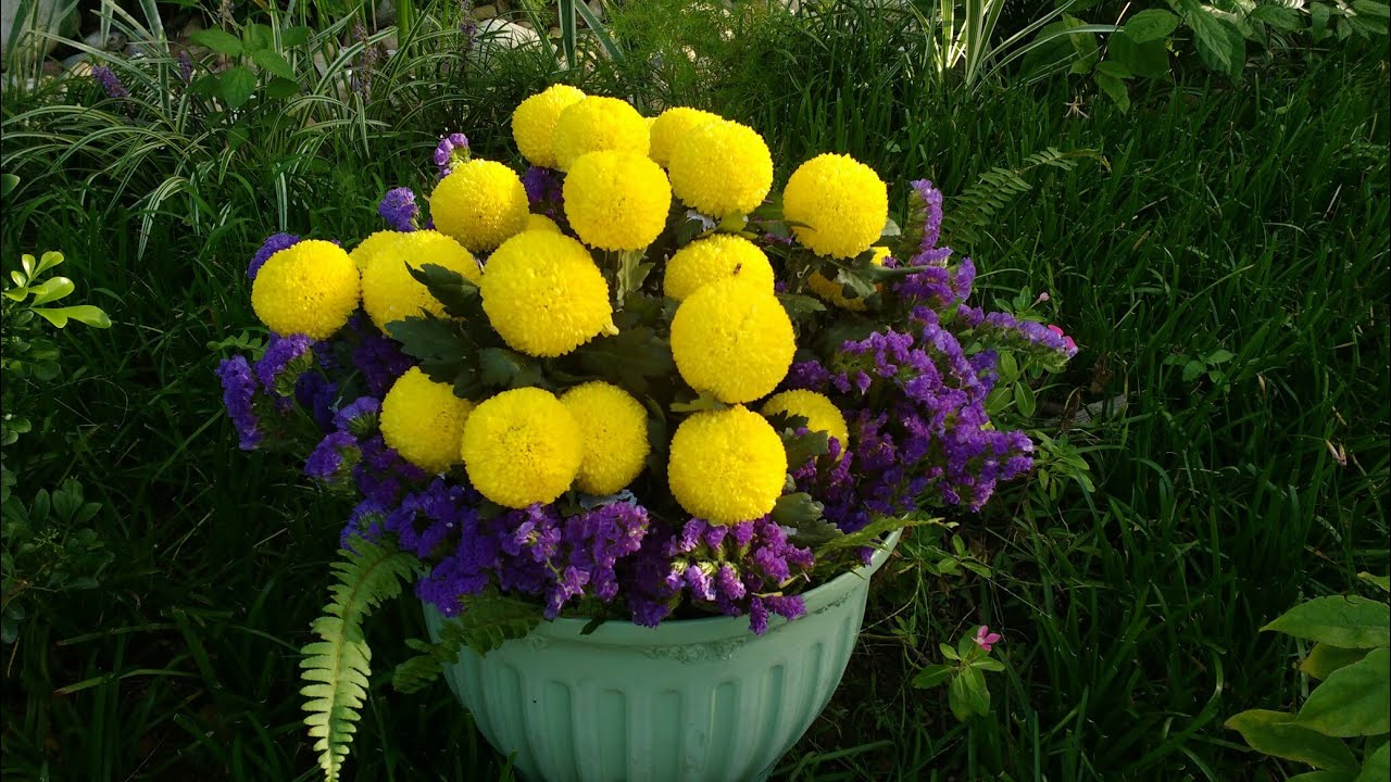 YELLOW, PURPLE FLOWERS - YouTube
