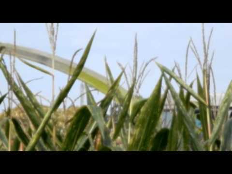 Ensilage/corn silage 2011 with Claas Jaguar in France - YouTube