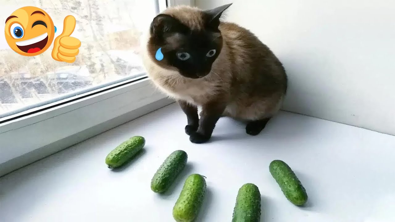 🐯"Epic Animal Pranks: You Won't Believe 🐆 What Happens Next! Part 41 ...