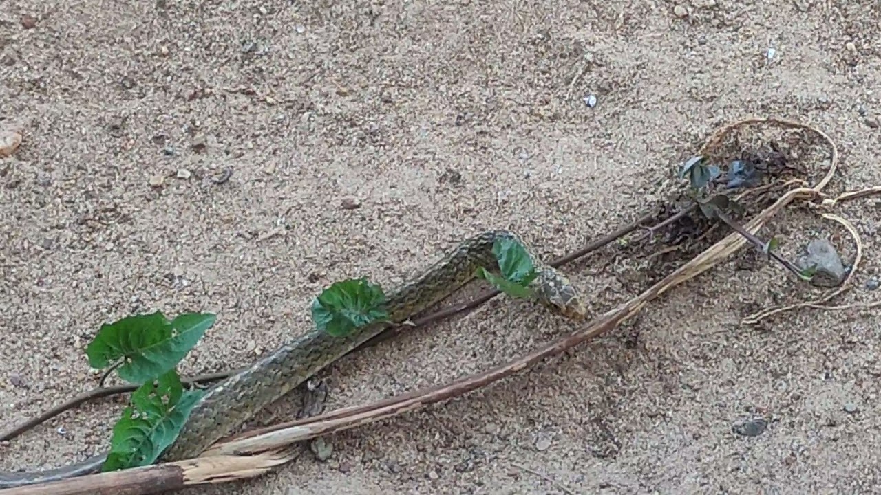 ptyas mucosa ( Jerri goddu) - YouTube