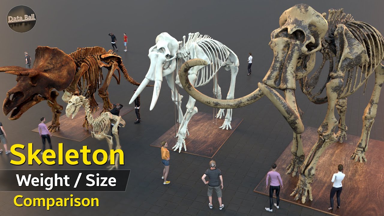 Creatures Skeleton size comparison 3D | Animal Skeleton weight and size ...