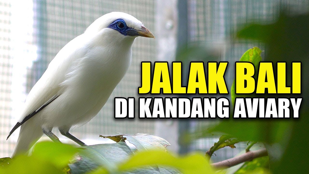 KICAUAN SUARA BURUNG JALAK BALI GACOR ISIAN DI KANDANG AVIARY SEDERHANA - YouTube