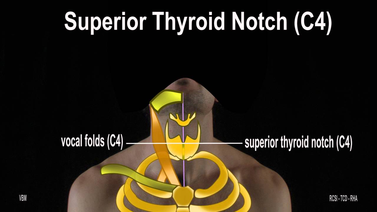 Surface Anatomy - Anterior Neck Triangle (2D) - YouTube