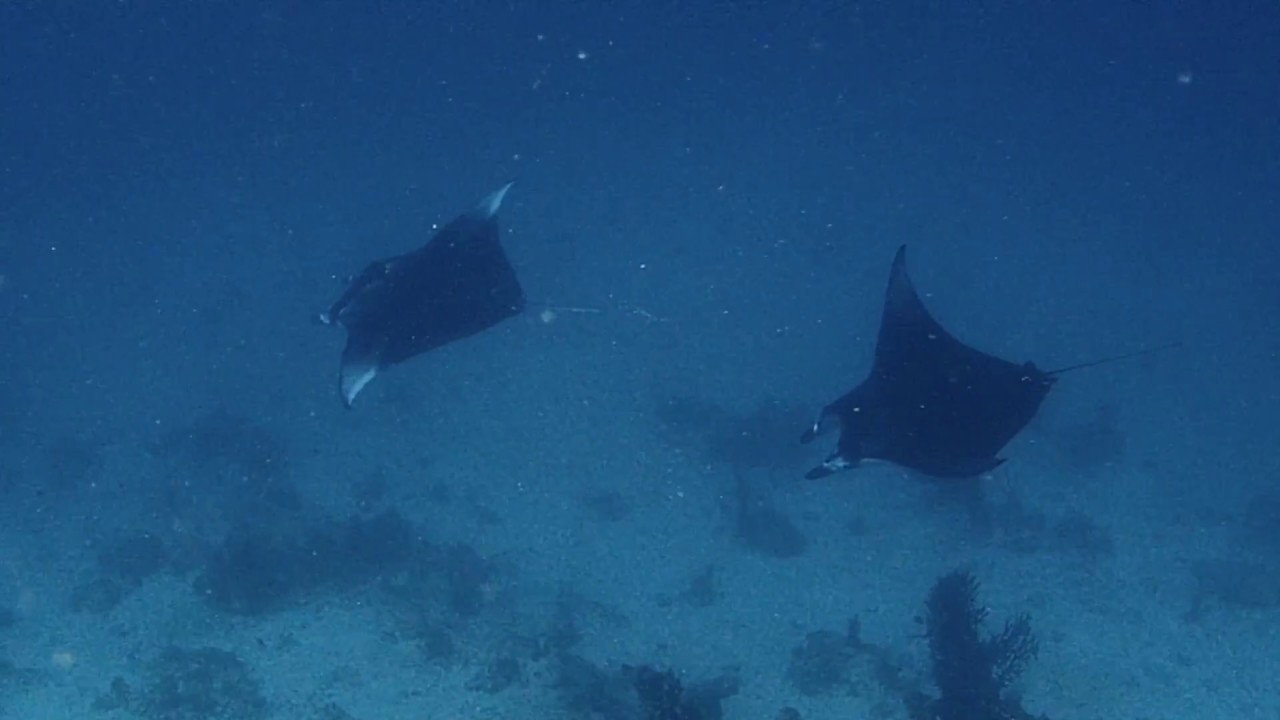 Maldives Diving, Vaavu Atoll 4-8 Oct 2017 - FreedomDIVE - YouTube