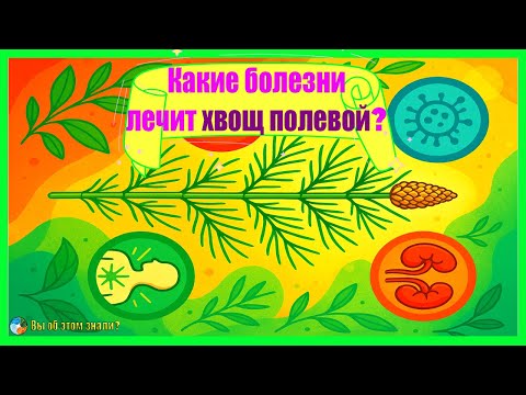 Какие болезни лечит ХВОЩ ПОЛЕВОЙ?