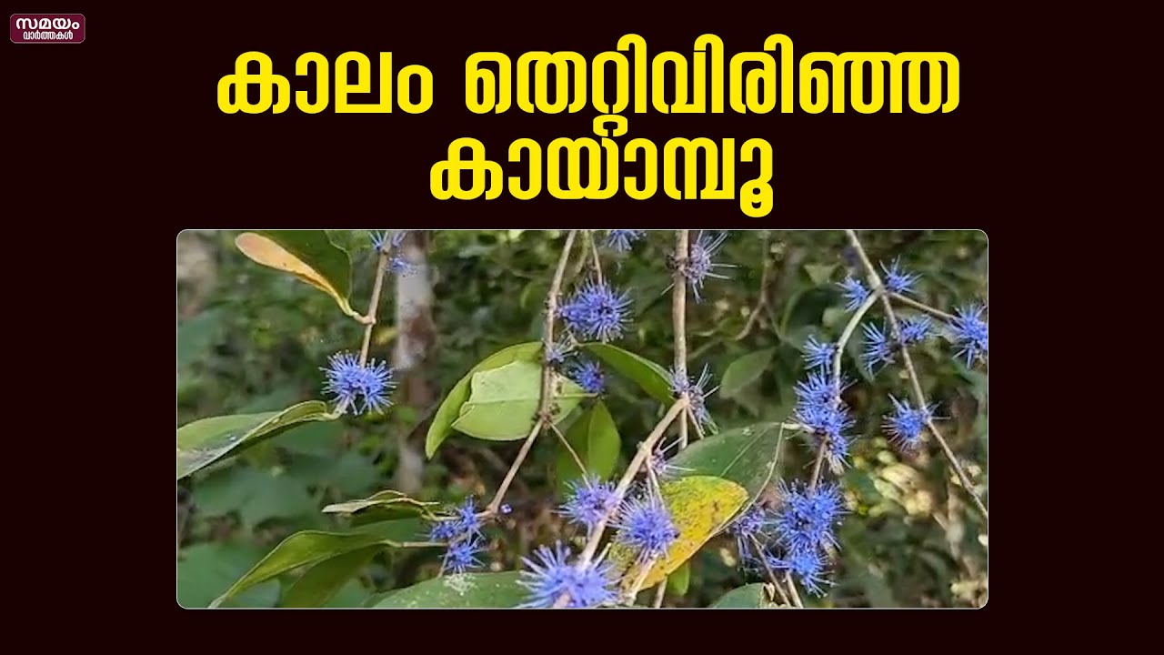 കാലം തെറ്റിയ കാലാവസ്ഥയില്‍ നേരത്തെ വിരിഞ്ഞ് കായാമ്പൂ |Kayamboo - YouTube