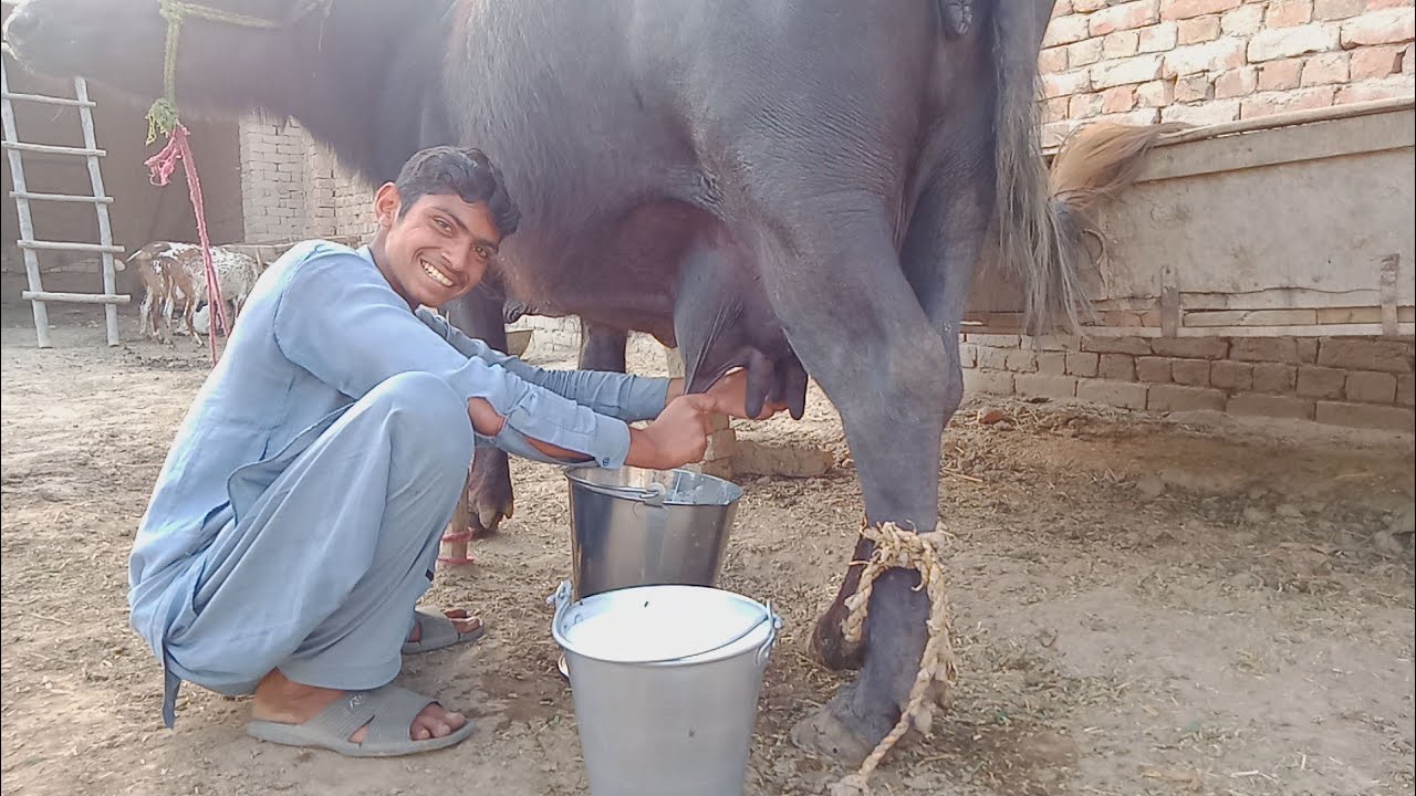 beautiful Neeli Ravi buffalo for sale on YouTube in Pakistan,10-04-2020 ...