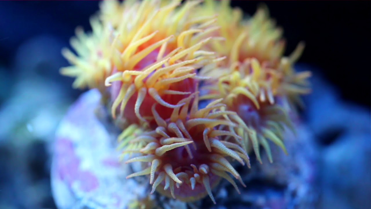 Tubastraea faulkneri or Tubastraea coccinea - YouTube